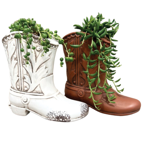Buy Succulents Plant Cowboy Boot 2-Inch 1 Count | Sobeys Inc.