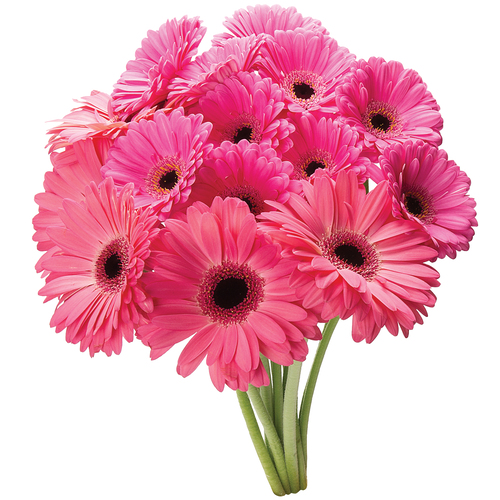 Buy Mini Gerbera Bouquet 15 Stems | Sobeys Inc.