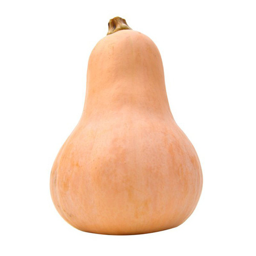 Buy Organic Squash Butternut 1 Count | FreshCo