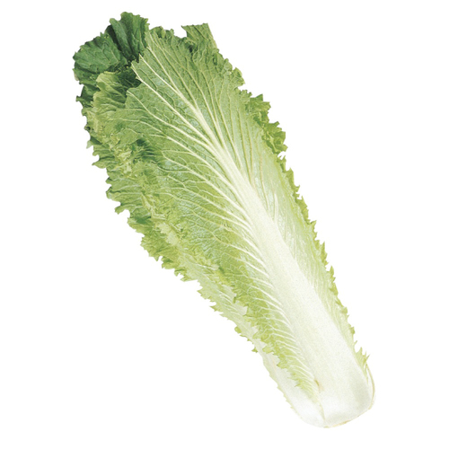 Buy Chinese Lettuce 1 Count | Sobeys Inc.