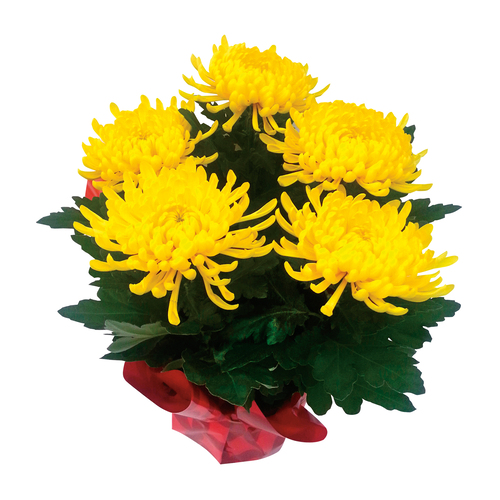 Buy Commercial Mums 6-Inch | Sobeys Inc.