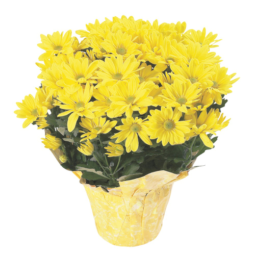 Buy Potted Mums 6-Inch | Sobeys Inc.