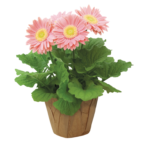 Buy Potted Gerbera 6-Inch | Sobeys Inc.