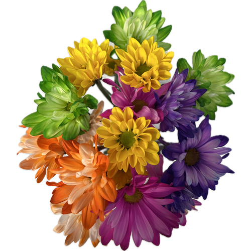 Buy Crazy Daisy Mums Spray 5 Stem | FreshCo